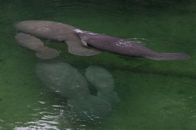 St. Johns River Cruise - Blue Spring State Park - Wildlife Highlights and Sightings