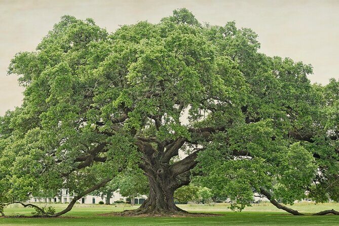 St. Joseph Plantation Tour - Who Will Love It?
