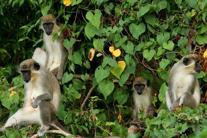 St Kitts Rainforest Tour - Exploring the St Kitts Rainforest Tour: An Authentic Adventure into Nature