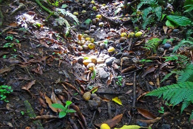 St Kitts Rainforest Tour - A Practical Look at the Rainforest Experience