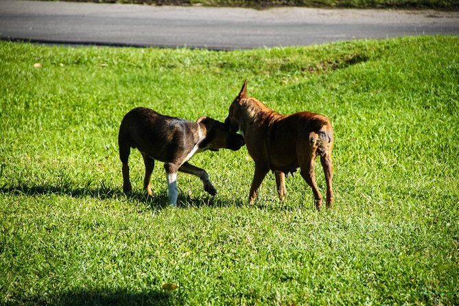 St. Kitts Rainforest Tour - The Experience for Different Travelers