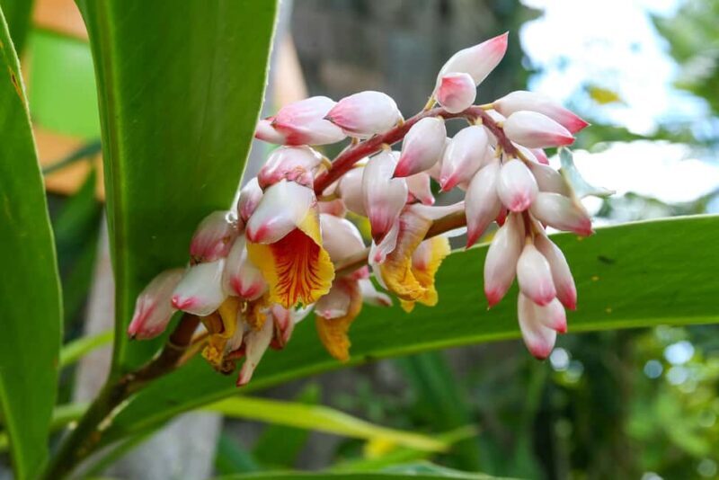 St. Kitts: Top Sights Guided Van or Open-Air Safari Tour - What to Expect on the Tour