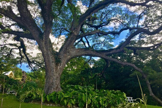 St Kitts Traditional Lunch & Half Day Island Tour - What the Tour Doesn’t Cover