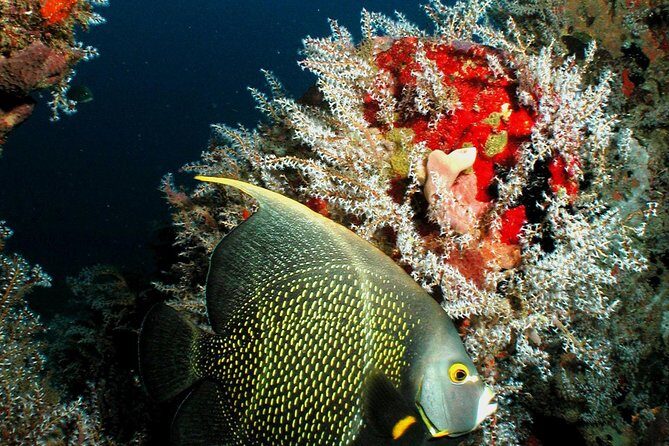 St Lucia Certified Scuba Diving Tour - The Sum Up