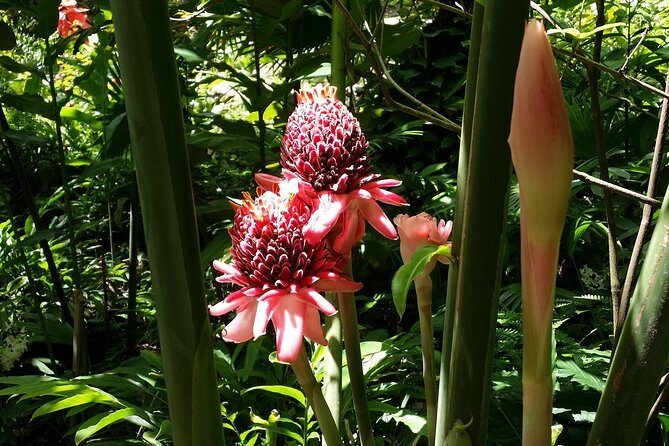 St Lucia Diamond Mineral and Mud Baths Plus Waterfall Adventure - Food and Local Flavor