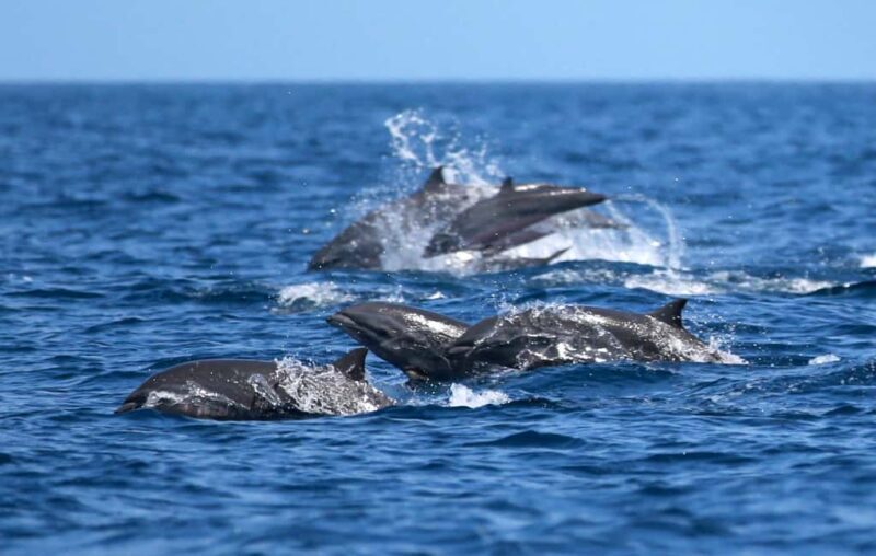 St. Lucia: Full-Day Private Fishing and Snorkeling Charter - Final Thoughts