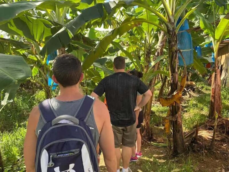 St. Lucia: Gros Piton Hike with Transportation - Key Points