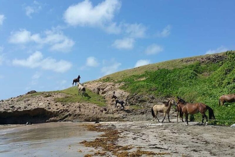 St. Lucia: Horseback Riding Adventure - The Practical Details and What You Can Expect
