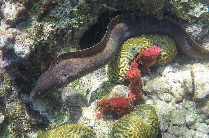 St Lucia Land Taxi to Snorkel at Anse Chastanet Beach - Who Will Love This Experience?
