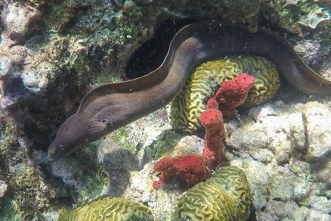 St Lucia Land Taxi to Snorkel at Anse Chastanet Beach - The Sum Up