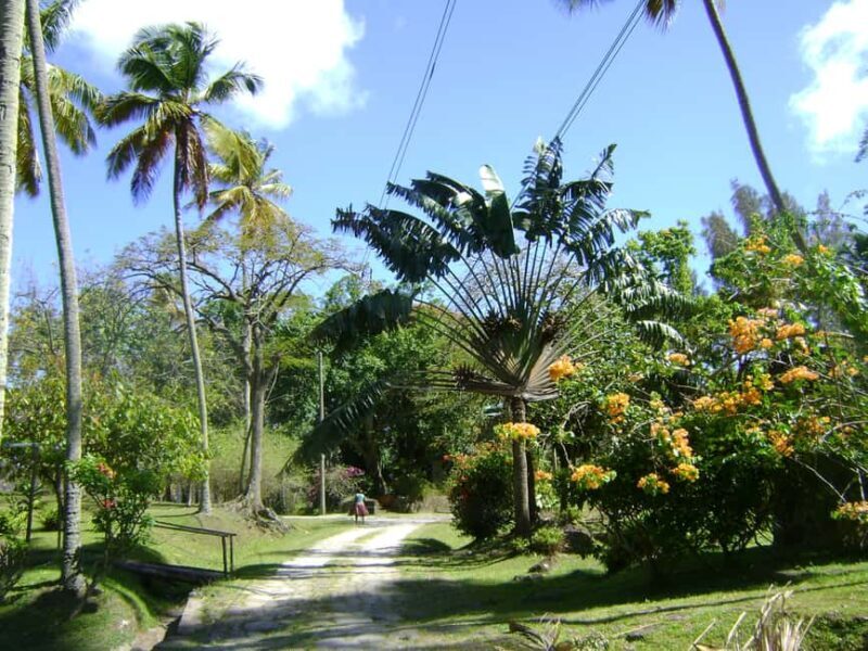 St Lucia: Sapphire Falls Hike with Cruise and Creole Lunch - Discovering the Itinerary: A Day of Natural Beauty and Caribbean Charm