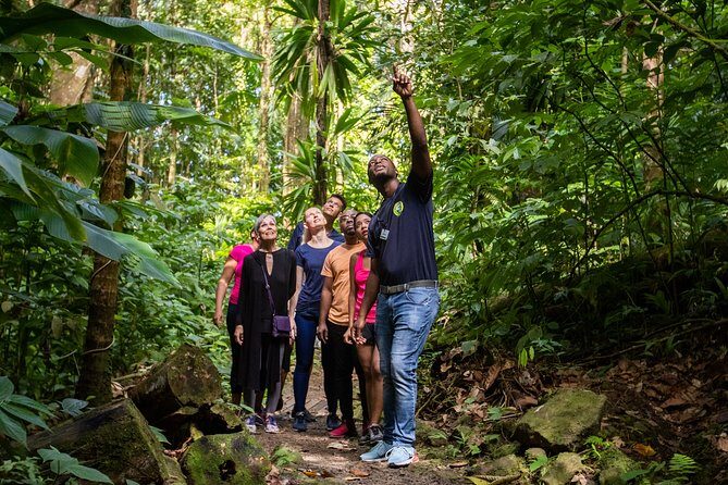 St Lucia Ultimate 3: Aerial Tram, Zipline and Hiking at Rainforest Adventures - An Honest Look at the Value