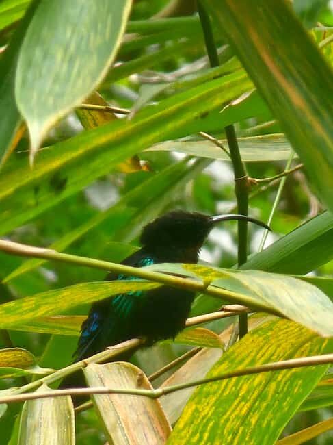 St. Lucia: Zipline Adventure Cruise Port and Hotel Pickup - An Exciting Introduction to Ziplining in St. Lucia