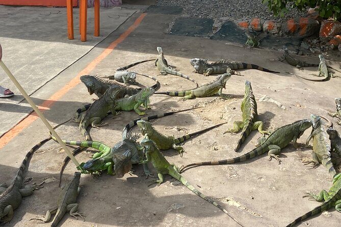 St Maarten/St Martin Sightseeing Tour - Who Will Love This Tour?