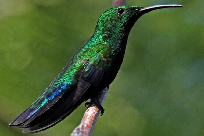 St.Martin - St.Maarten: Small Group, Birding Tour / Bird Watching Tour - Atmosphere and Interaction