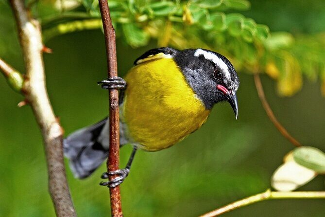 St.Martin - St.Maarten: Small Group, Birding Tour / Bird Watching Tour - Value for Money