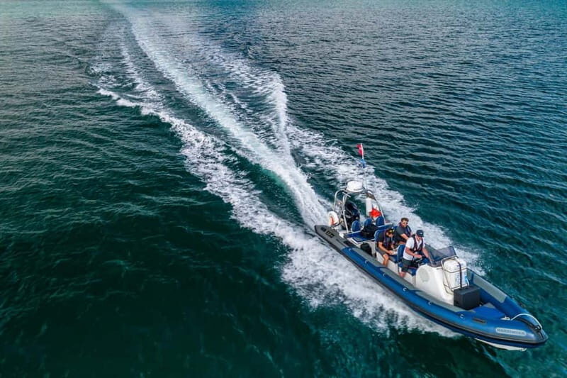 St Mawes: Two hour RIB Tour - Wildlife and Birdlife: What You’re Likely to See