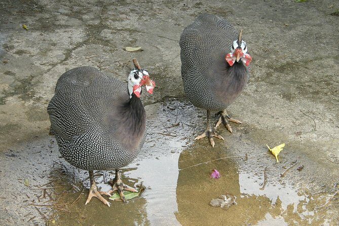 St. Nicholas Abbey in Barbados Small Group - FAQ