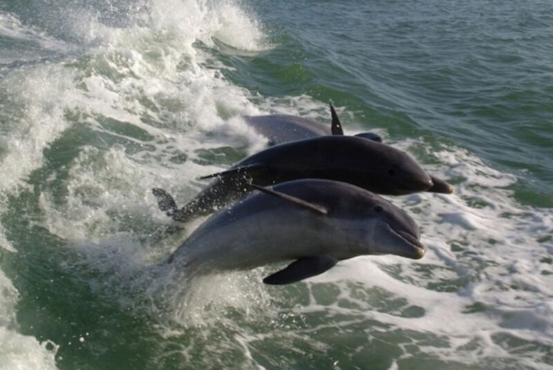 St. Pete Beach: Dolphin Racer Cruise by Speedboat - Practical Details and Tips