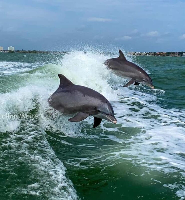 St. Pete Beach: Dolphin Racer Sightseeing Cruise - Key Points