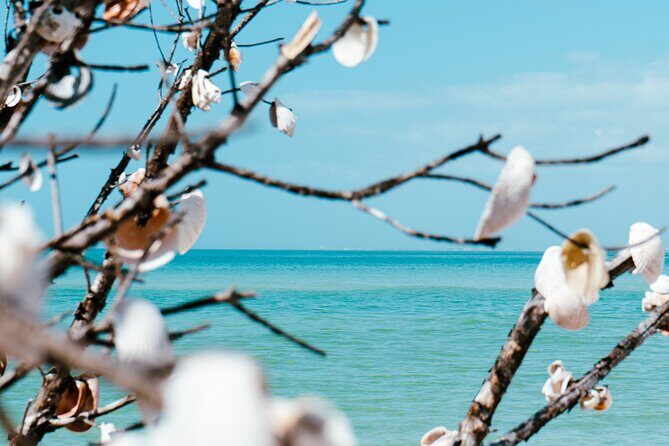 St. Pete Dolphin Watching and Shelling Adventure - Who Will Love This Tour?