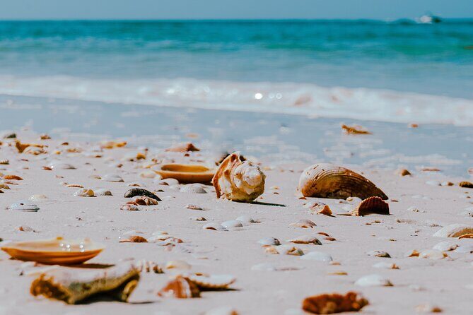 St. Pete Dolphin Watching and Shelling Adventure - FAQs
