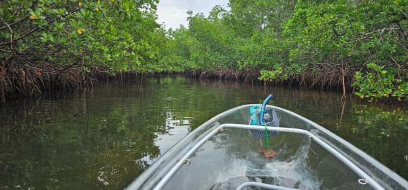 St. Petersburg: Clam Bayou Nature Preserve Clear Kayak Tour - An in-Depth Look at the Clam Bayou Kayak Experience