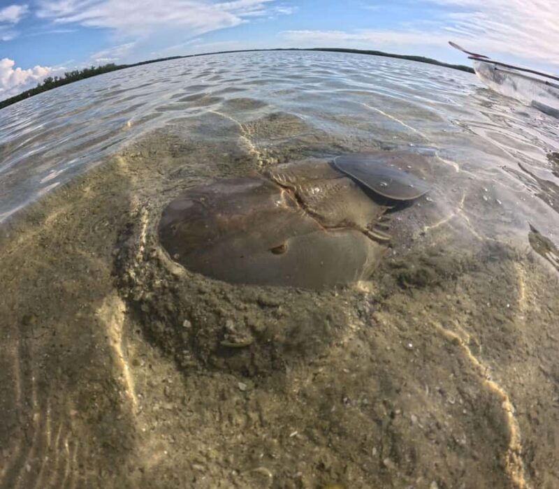 St. Petersburg: Clam Bayou Nature Preserve Clear Kayak Tour - Who Will Love This Tour?