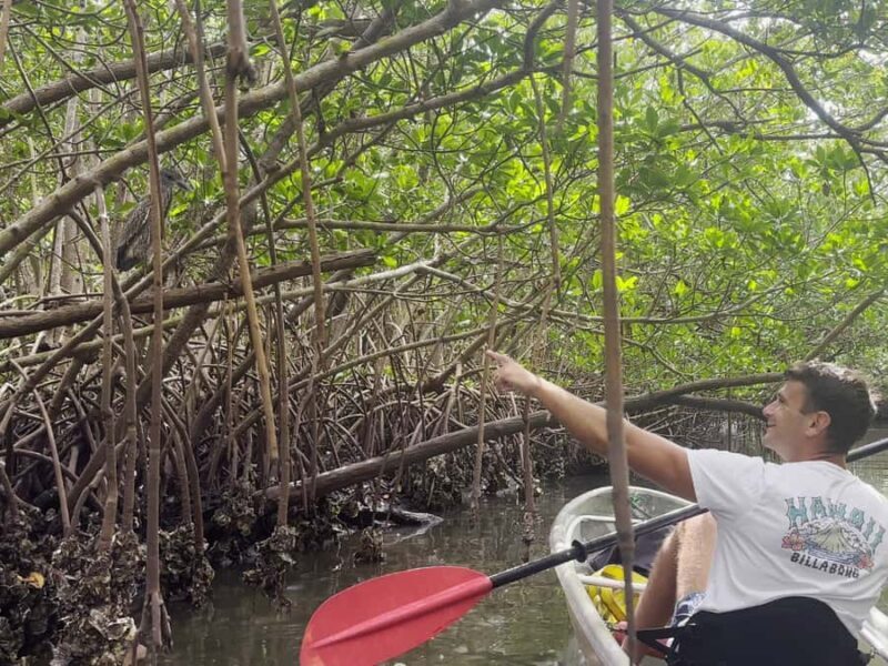 St. Petersburg: Clear Kayak Rental at Clam Bayou Nature Park - Key Points