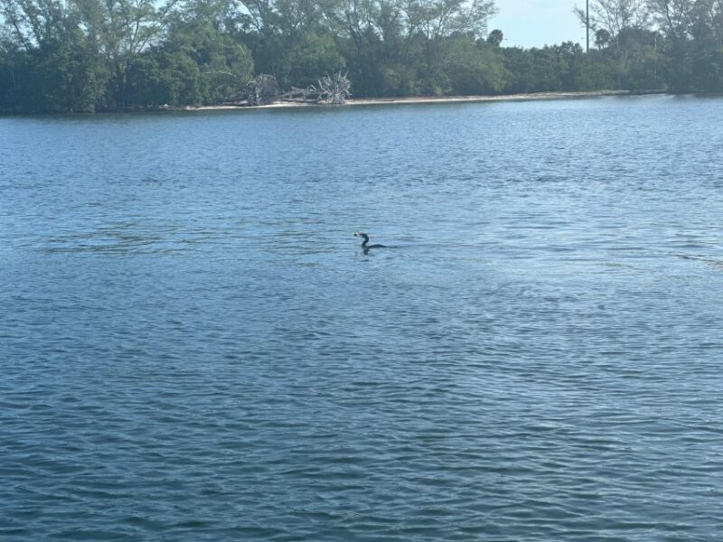St. Petersburg, FL: 3-Hour Eco Tour with Island Hopping - FAQ