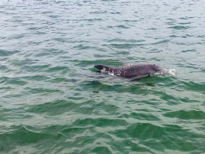 St. Petersburg, FL: 4-Hour Private Beach Tour - FAQs