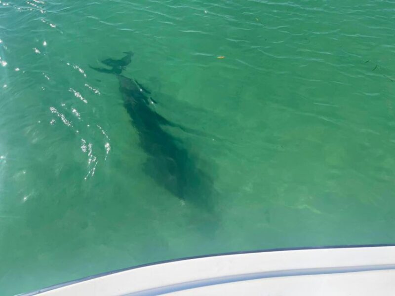 St. Petersburg, FL: 4-Hour Private Beach Tour - An Overview of the Experience