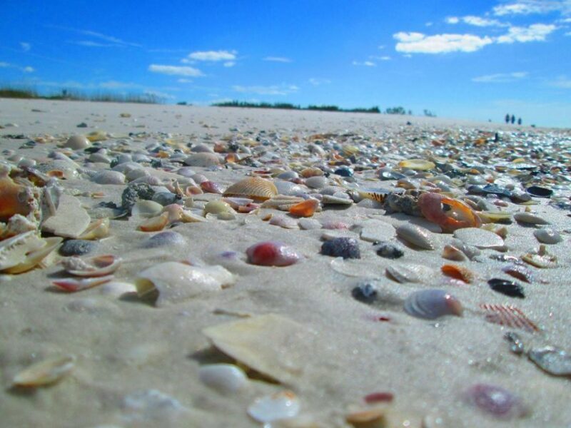 St. Petersburg, FL: 4-Hour Private Beach Tour - Fort De Soto: A Historic and Scenic Stop