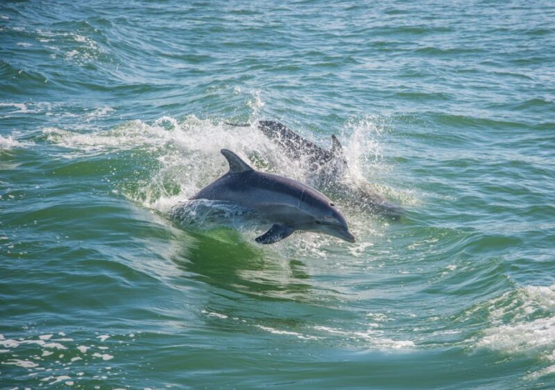 St. Petersburg, FL: Private 2-Hour Dolphin Watching Cruise - What to Keep in Mind