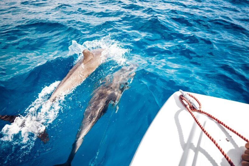 St. Petersburg, FL: Private 2-Hour Dolphin Watching Cruise - Who Would Enjoy This Tour?