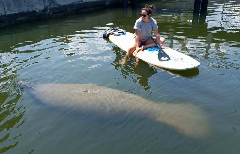 St. Petersburg: Paddle Board Tour with Wildlife Spotting - Authentic Experiences and Genuine Value