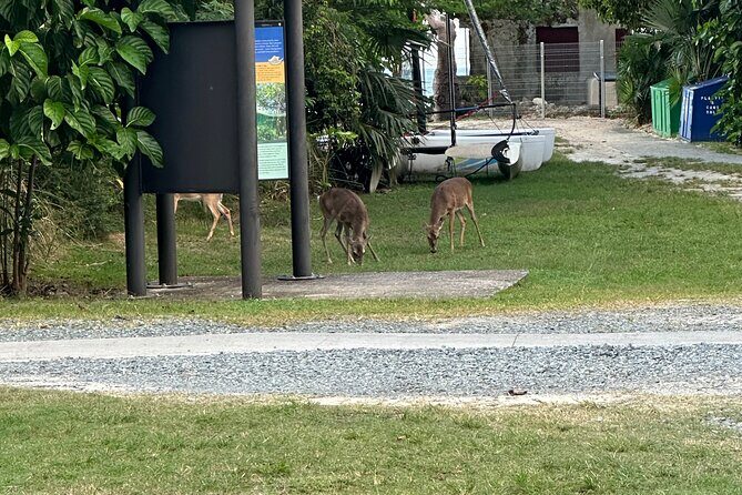 St. Thomas 3 Hour Private Island Scenic Views Tour - Frequently Asked Questions