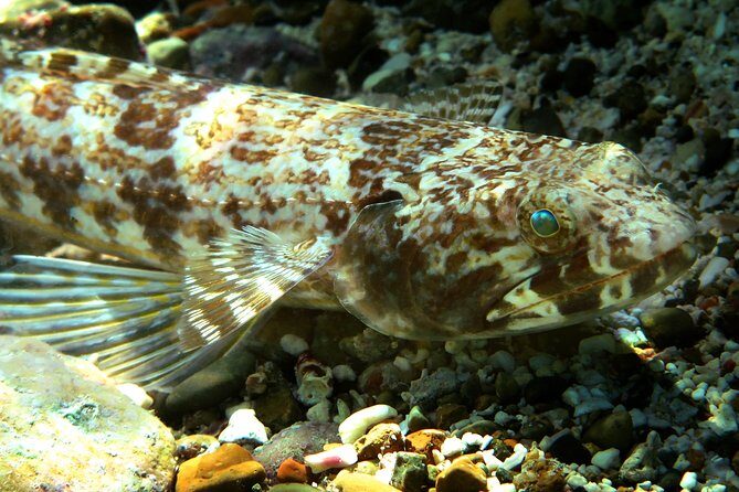 St Thomas Kayak and Sea Turtle Snorkel Excursion - Final Thoughts: Who Should Consider This Tour?