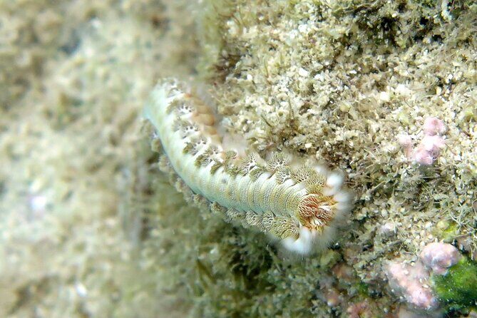 St Thomas Kayak and Sea Turtle Snorkel Excursion - Frequently Asked Questions