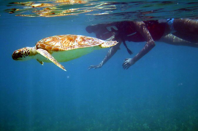 St Thomas Sea Turtle Snorkel Kayak Adventure Tour - The Sum Up: Is This Tour Worth It?