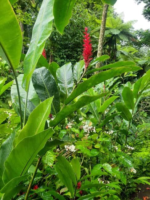 St Vincent: Montreal Gardens, Botanical Gardens & Fort Tour - Key Points