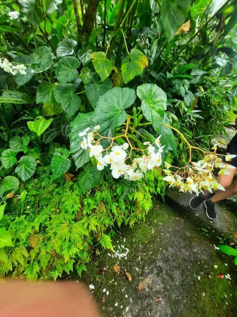 St Vincent: Montreal Gardens, Botanical Gardens & Fort Tour - Final Thoughts: Who Will Enjoy This Tour?