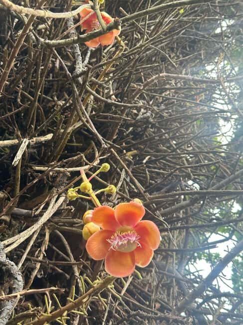 St. Vincent: Owia Salt Pond Tour - An In-Depth Look at the Owia Salt Pond Tour