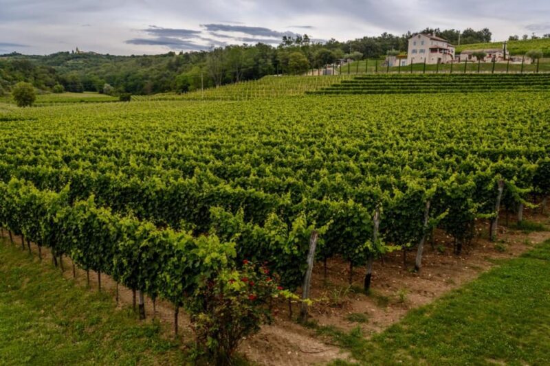 Stancija Collis: A Winery adventure in Rovinj - What Travelers Say