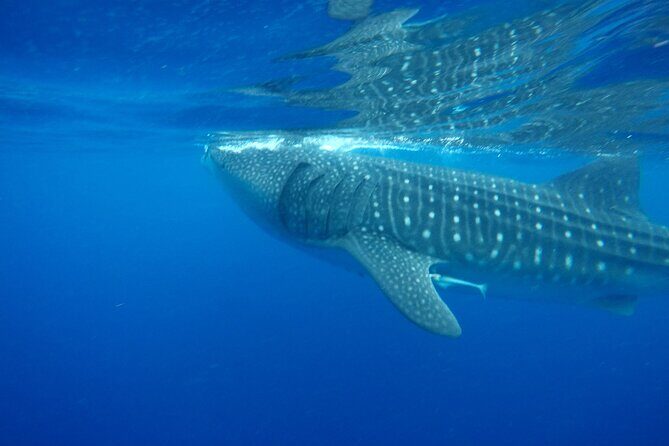 Stand-Up Paddle boarding in Tulum with Snorkeling 1hr - Analyzing the Value: Is It Worth It?
