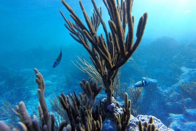 Stand-Up Paddle boarding in Tulum with Snorkeling 1hr - The Sum Up: Who Should Consider This Tour?