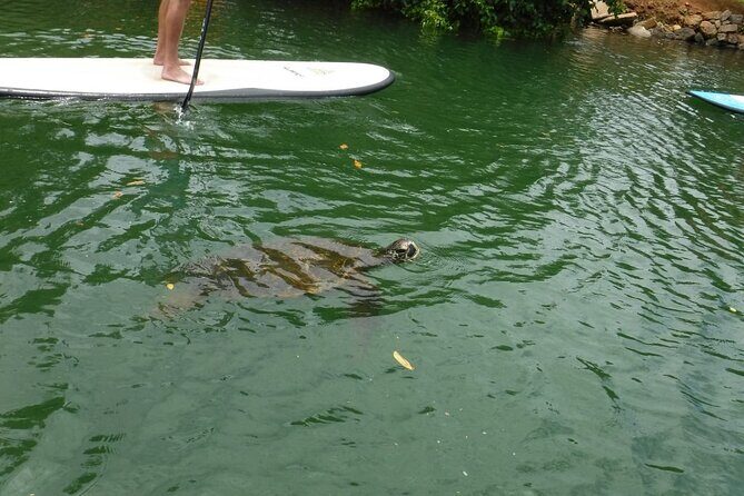 Stand Up Paddle Nature and Turtle tour-Guaranteed to see turtles - Key Points