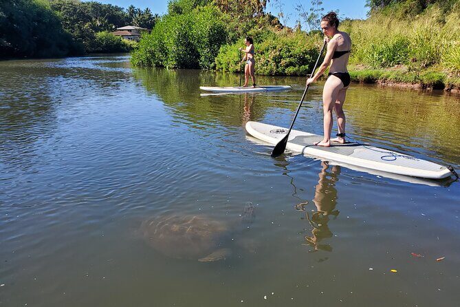 Stand Up Paddle Nature and Turtle tour-Guaranteed to see turtles - Practical Details