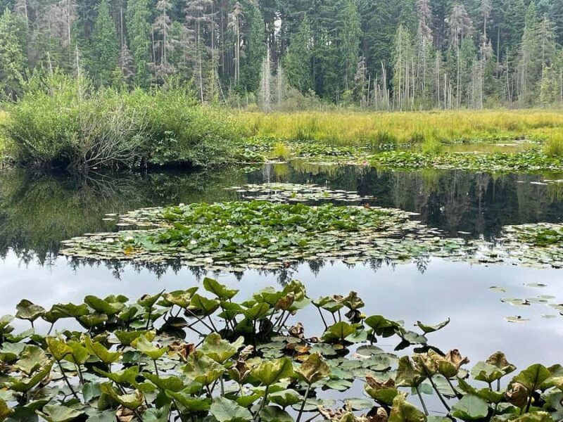 Stanley Park Highlights 2.5 Hour Walking Tour - Why is this tour a good choice?