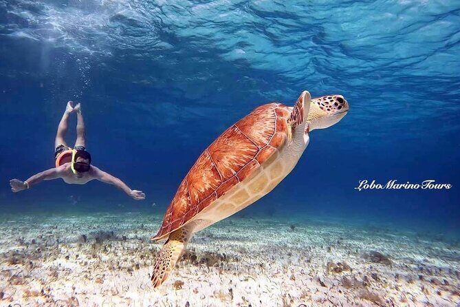 Star and Turtle Sanctuary Snorkeling Tour in Cozumel - Key Points